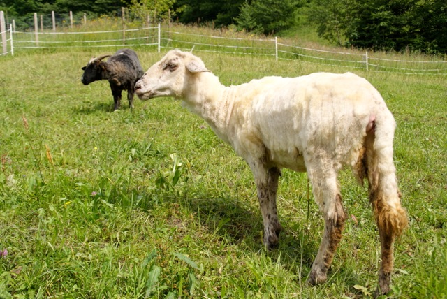 Schafe | Hortus Permaculturis