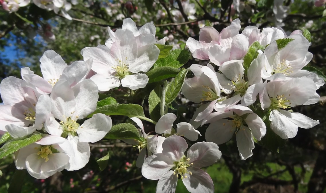 Frühlingsblüten April 2020 - Hortus Permaculturis